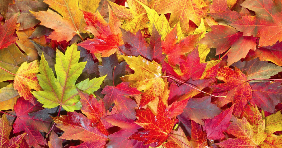 "Fall for Schroon" Festival and Car Show | Adirondack Hub