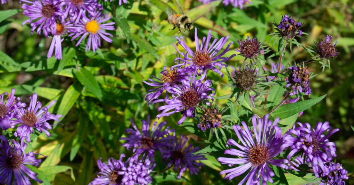 Learning Through Comics | Adirondack Hub