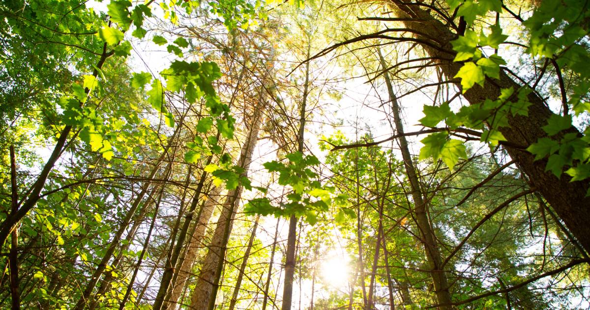 Blue Mountain Wild Forest | Adirondack Hub