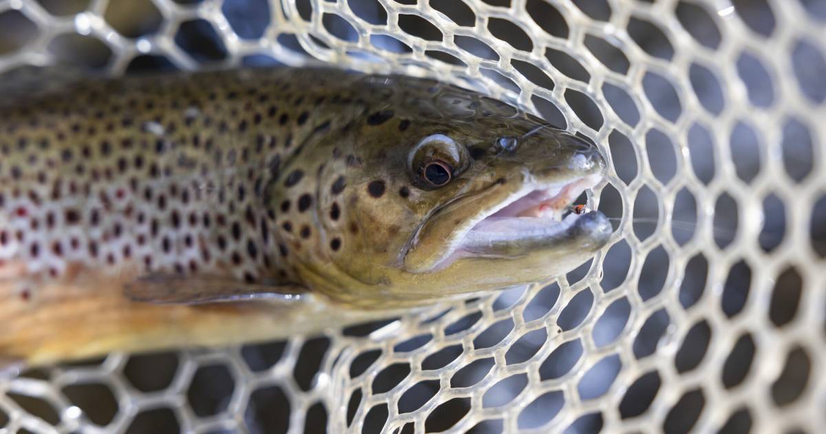 Trout Brook | Adirondack Hub