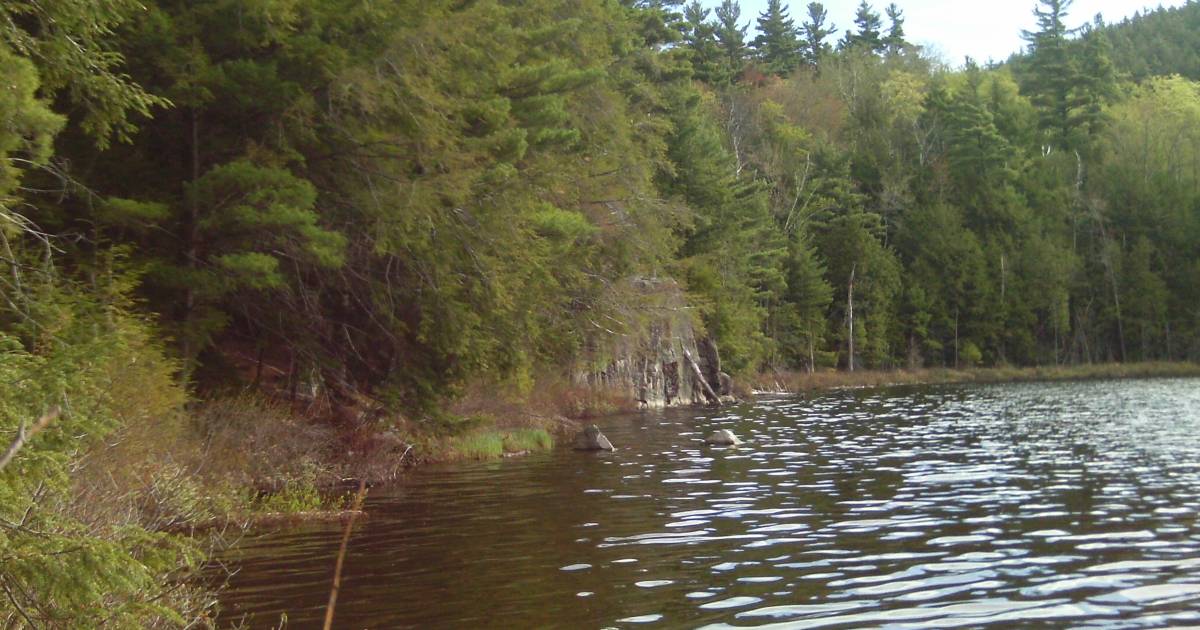 Spotting Wildlife: Moose Mt. Pond | Adirondack Hub