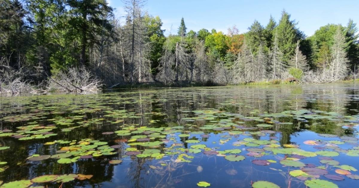 Paddling the Essex Chain Lakes | Adirondack Hub