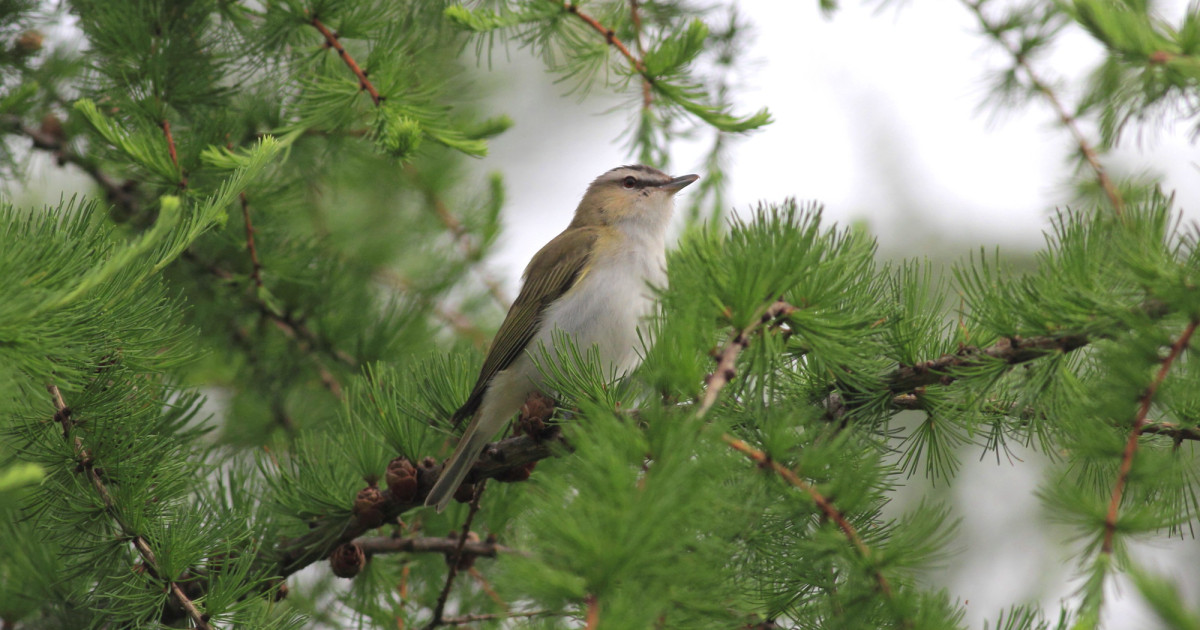 Birding | Adirondack Hub