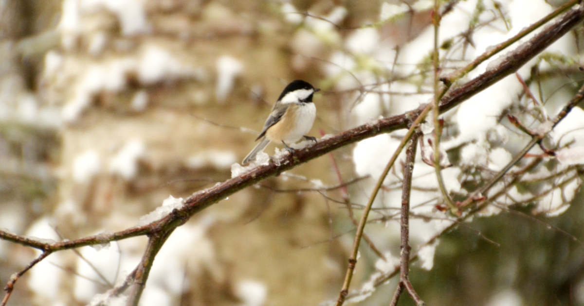 Winter Bird Hike with Miok | Adirondack Hub
